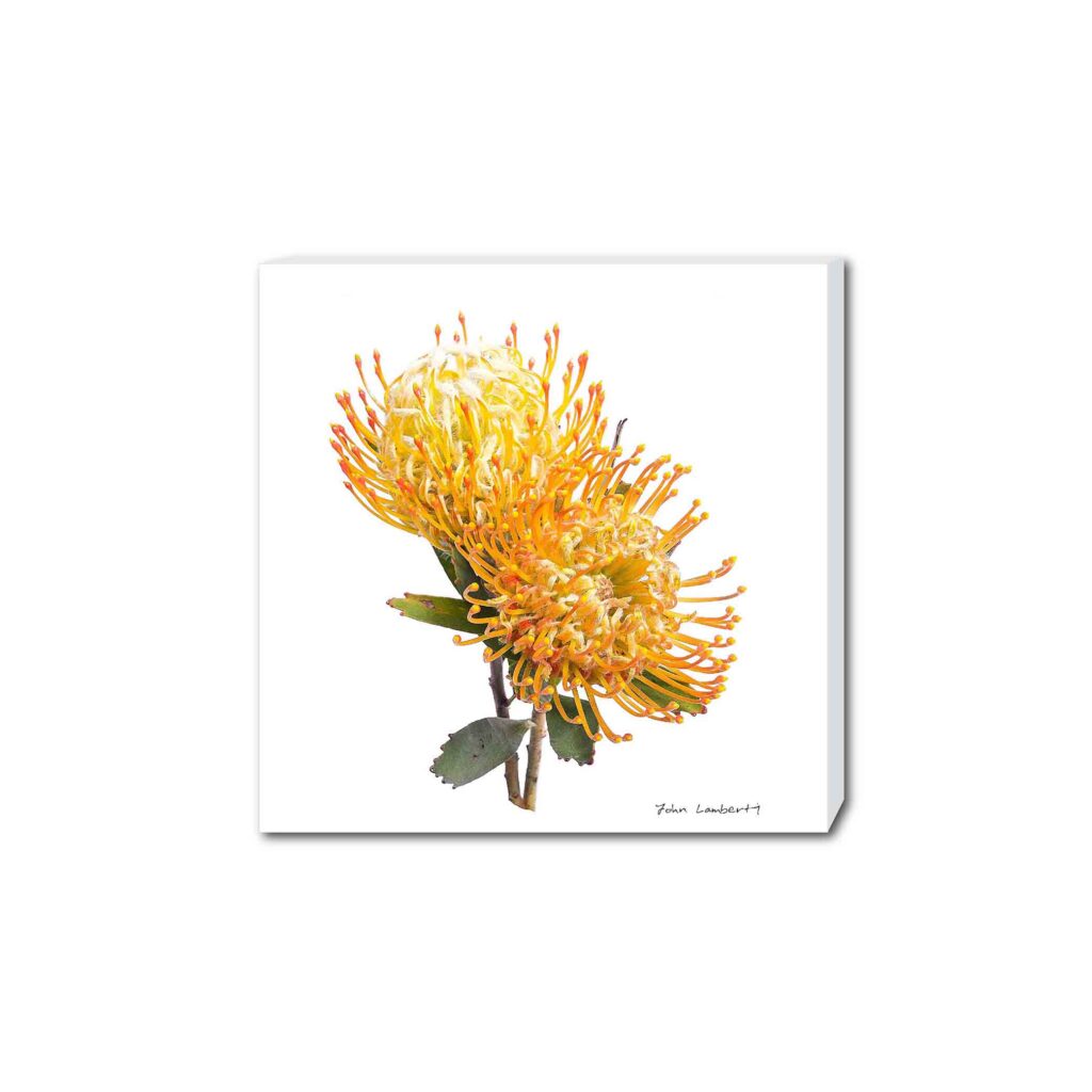 PROT 003 - Nguni Galore